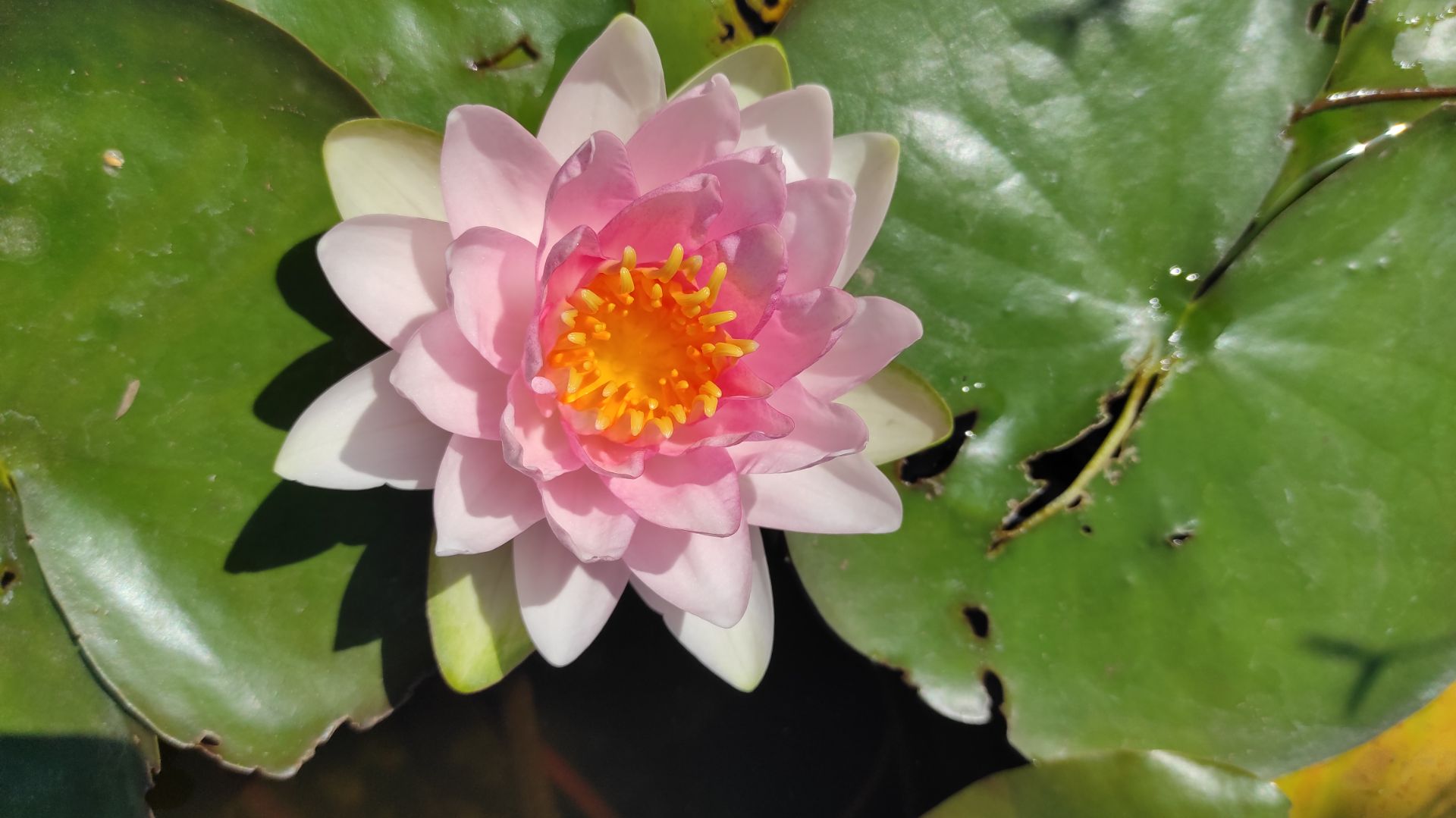 Нимфеи в начале весны #нимфеи #цветы #растения #растениядляпруда #водянаялилия