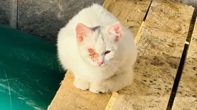 Ловим раненную кошечку