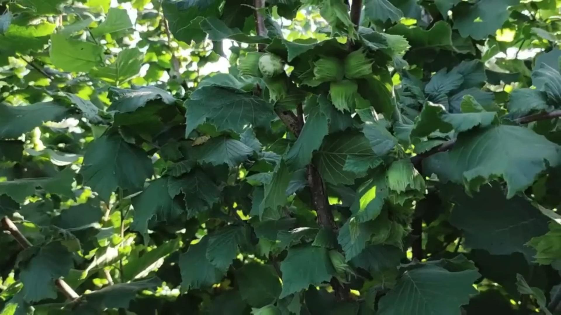 ФУНДУК В РОССИИ: ПОСАДКА, УХОД И СБОР УРОЖАЯ. РУКОВОДСТВО ДЛЯ САДОВОДОВ ОТ ПИТОМНИКА МАЛЕНЬКИЕ САДЫ