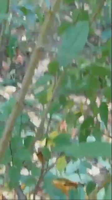 Садовые хитрости - вам на заметку от В.Железова.  (Отрывок)