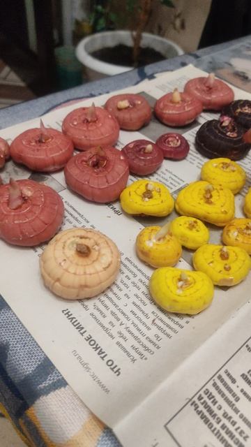 30-03-2026 подготовка гладиолусов