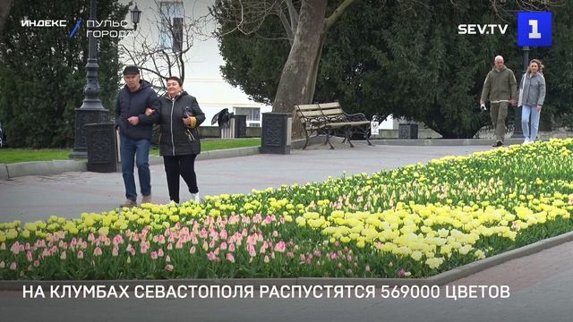 На клумбах Севастополя распустятся 569000 цветов