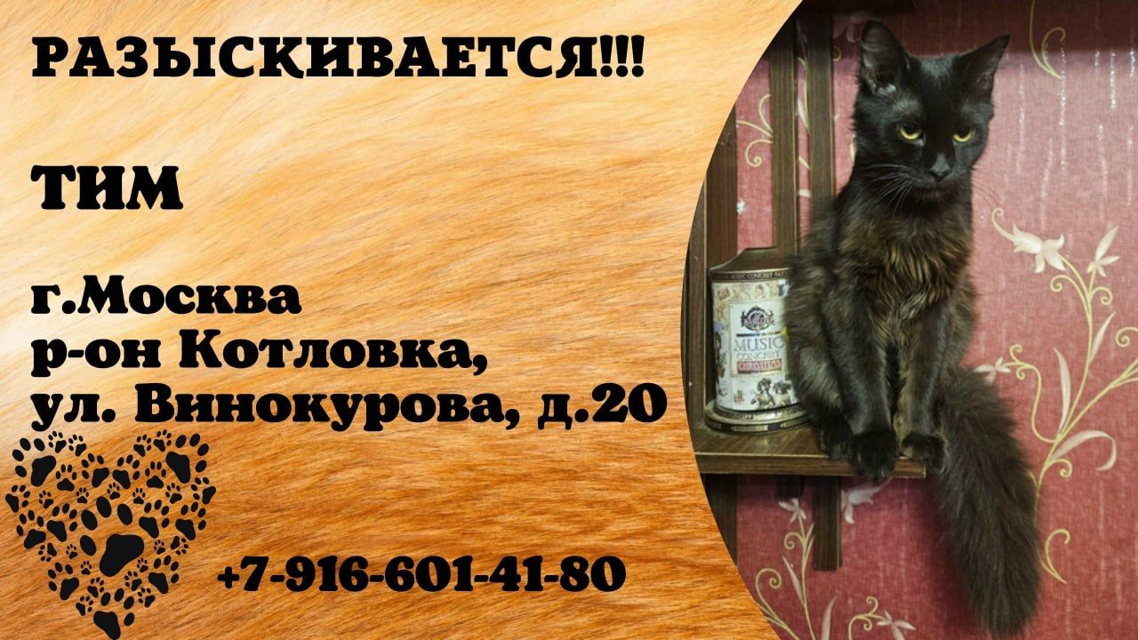 Пропал кот! ТИМ. Московская обл,  г. Москва