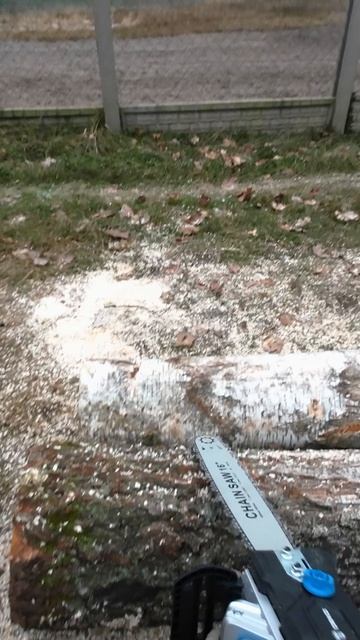 А свалить дерево не составит труда! Аккумуляторной цепной пилой!?