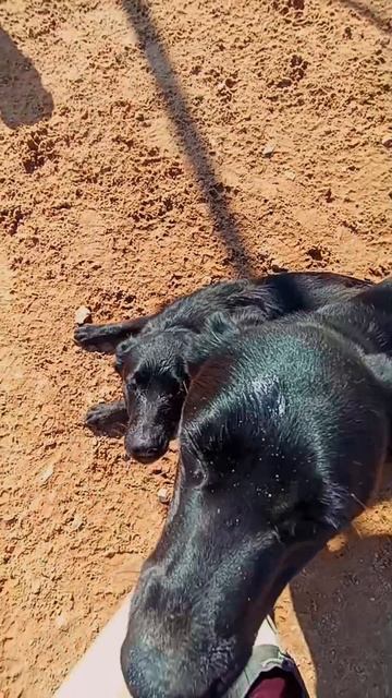 "Мигом сориентировалась!" ❥ Приют в Малинках #приютдляживотных #собаки