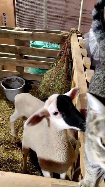 Молоко отходит на второй план. Овёс в деле 💪🐏