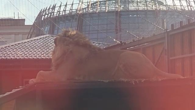 28.03.26г. Сонное царство