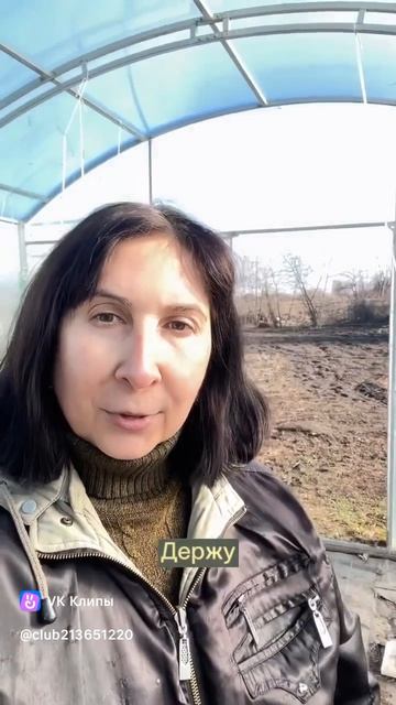 Жара в теплице