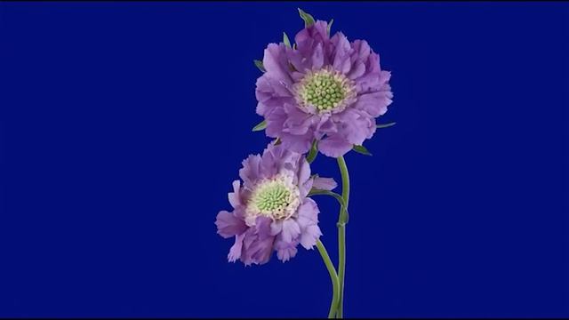 Цветок на ветру_encoded