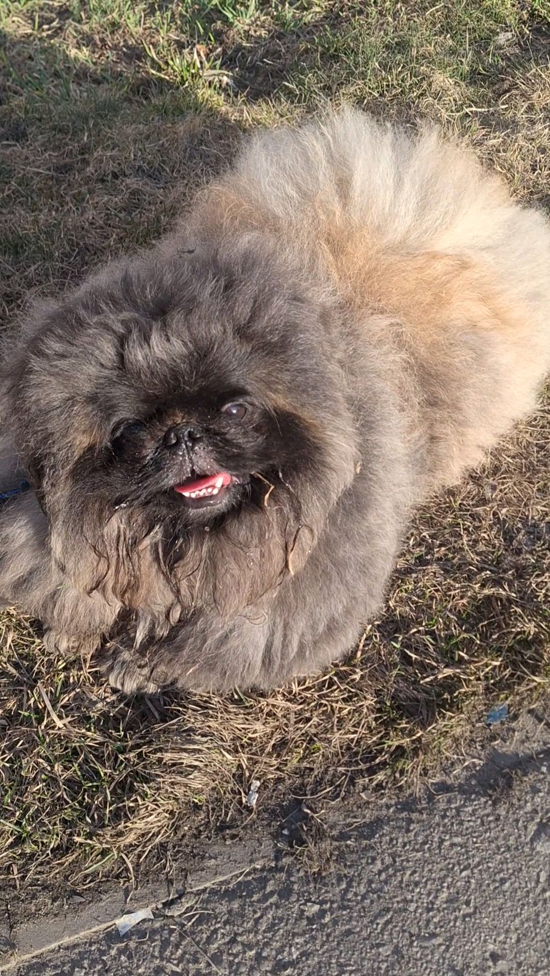 Пекинес Дендик гуляет