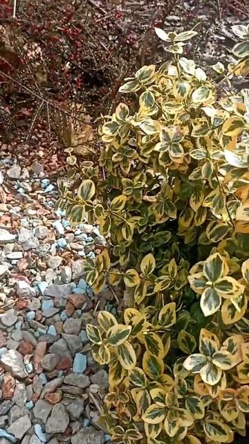 Приглашение в апрель #удачныйсаднаюге#сад #апрель#песня#стихиосаде#поэзия#веснавсаду#мойсад#южныйсад