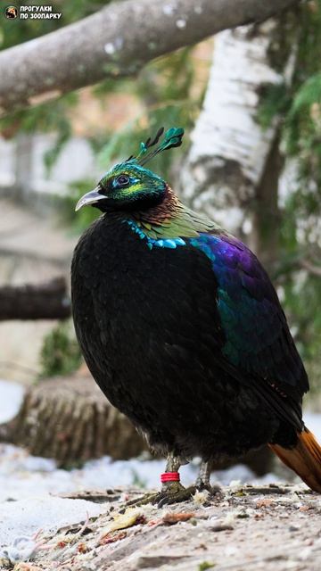 Красавец гималайский монал. Ленинградский зоопарк