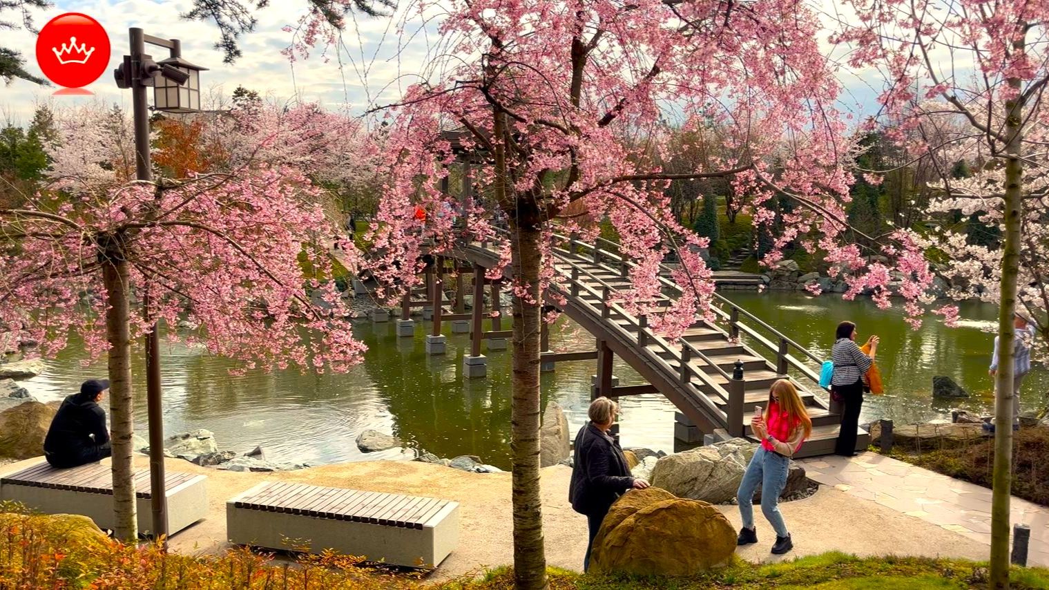 🌸Сакура 2026 парк Галицкого Японский сад.