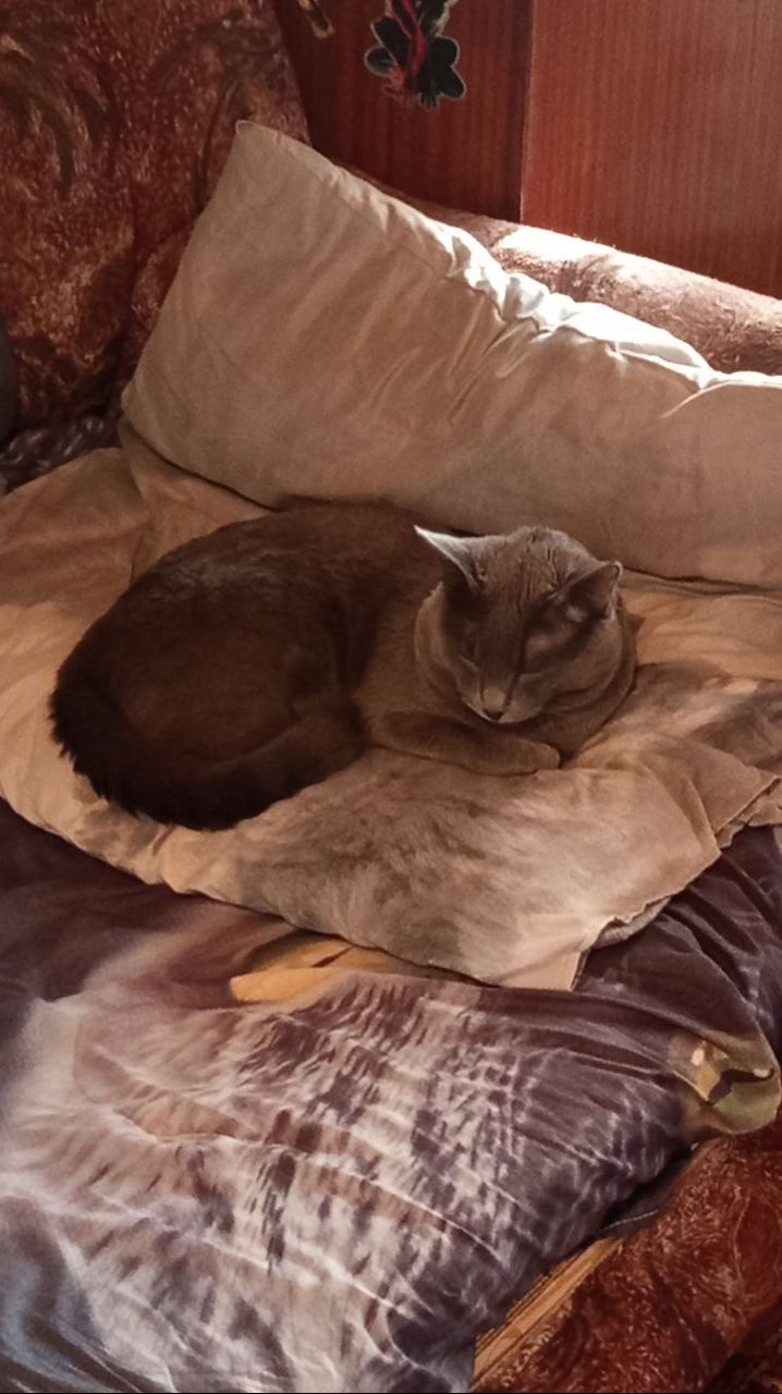 Кот Атос сладко спит! #shorts #котатос #животные #коты #кошачийсон