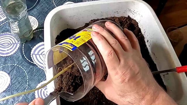 Рассада клещевины, перевалка.