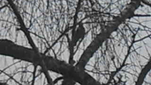 Ворона в ветвях деревьев. Архив 19 декабря 2025. DSCN7169