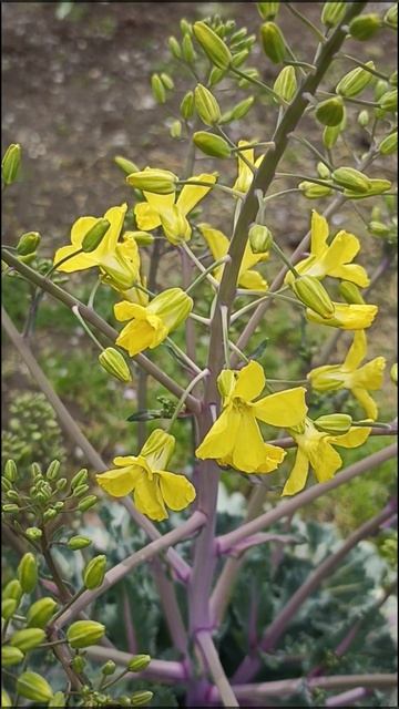 Последний день марта в Рустави (Грузия) 31.03.2026