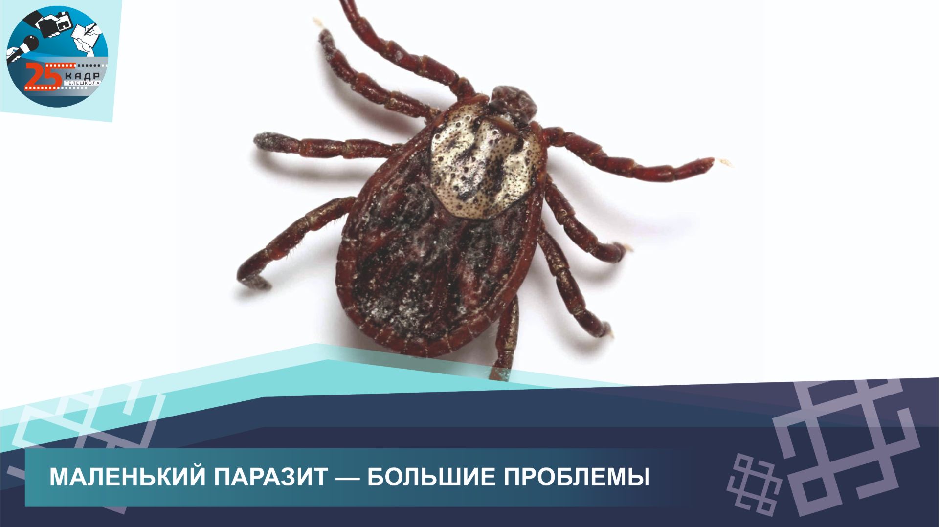 КЛЕЩИ. КАК УБЕРЕЧЬ СЕБЯ ОТ НИХ?