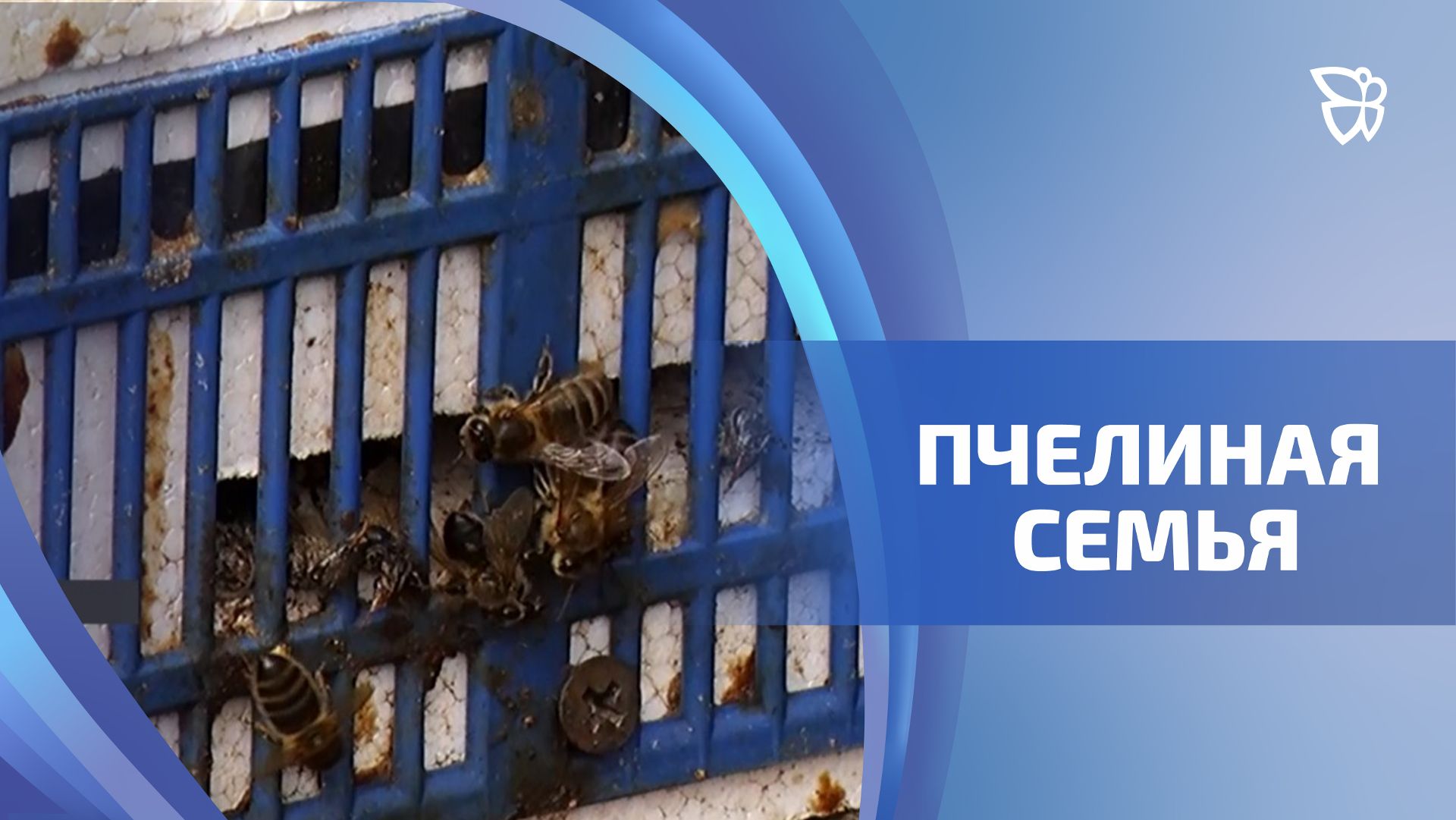 В Мурзинке просыпается пасека