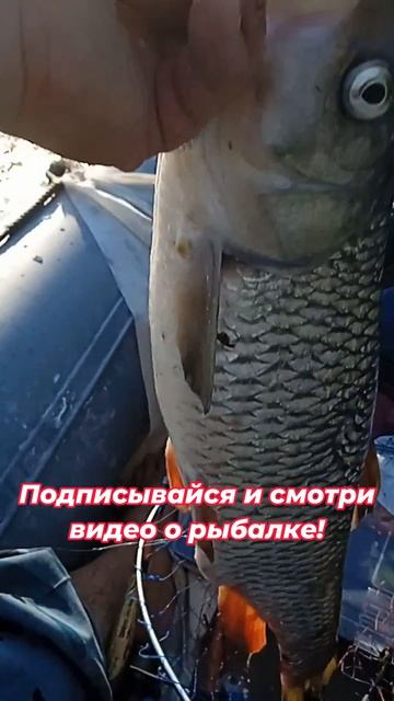 Голавль. Удилище телескопическое для рыбалки AQUA ASTRAL 4.0m с кольцами