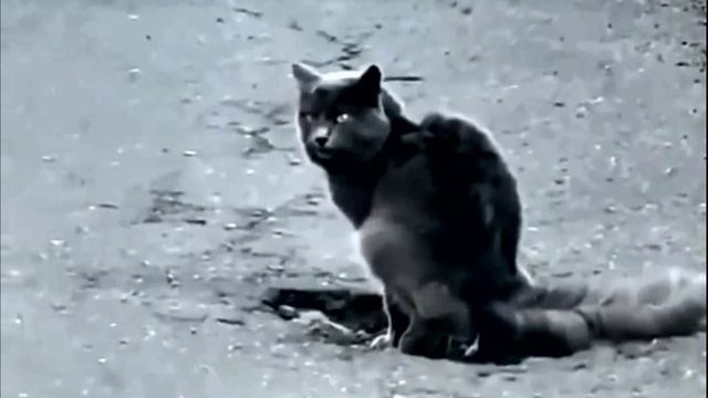 Кот удивляется яме на дороге