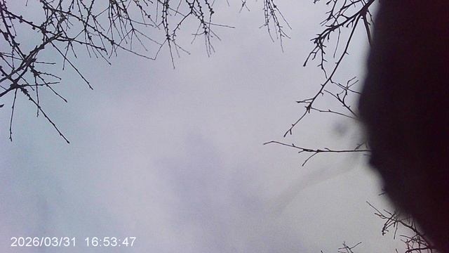 Исполняю послушание маме - переношу саженцы