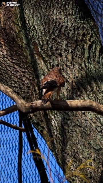 Пустельга (замедленная съемка). Ленинградский зоопарк