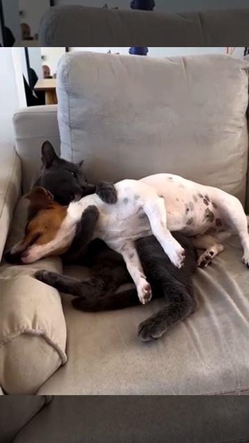 Вечерняя идиллия