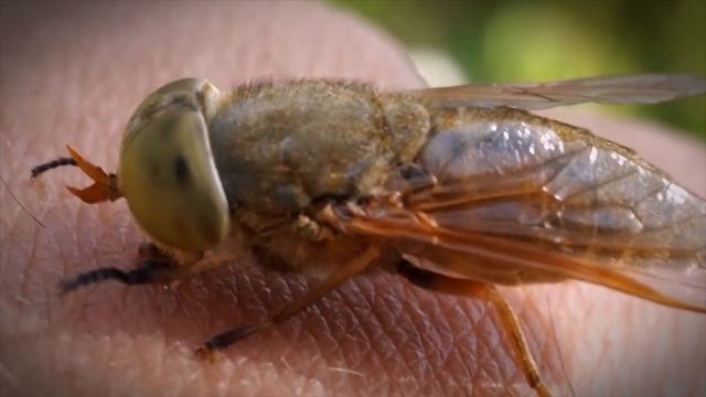 Трипофобия-почему нас пугают дырки и гипнотизируют прыщи!  Все как у зверей!