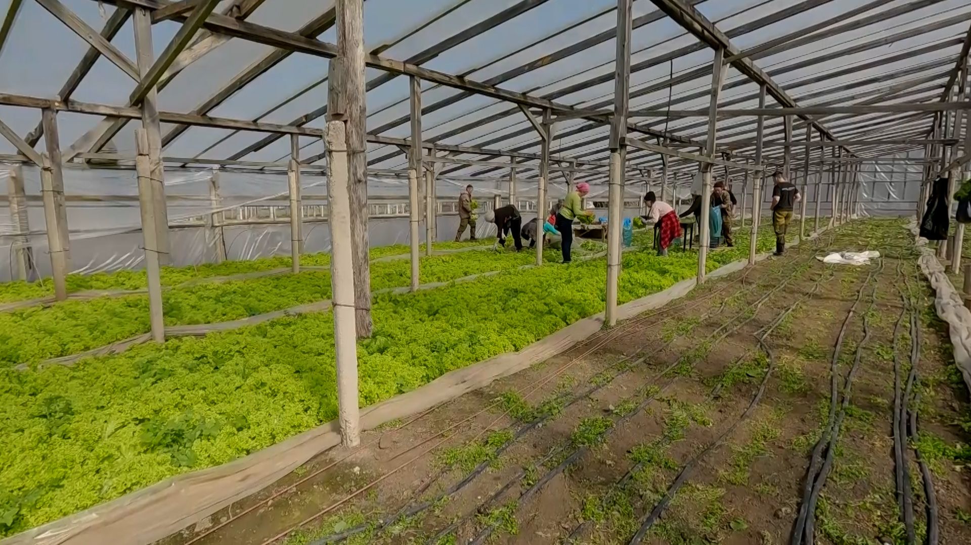 МИР СЕЛЬСКОГО ХОЗЯЙСТВА №96 Теплицы | 24.03.26