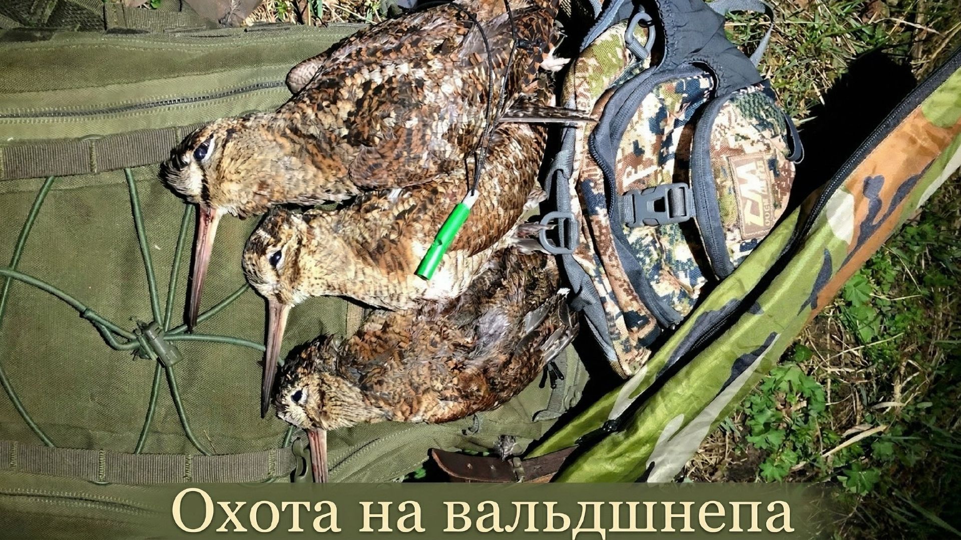 Голос самки вальдшнепа | Охота на вальдшнепа #18 | Идеальная тяга