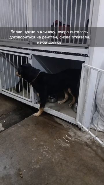 КАК ПОМОЧЬ БИЛЛИ