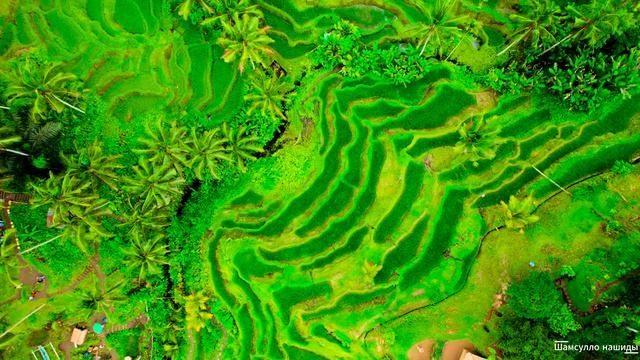 Коран сура Ас-Сажда чтец Мухаммад аль-Факих