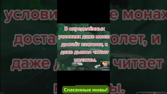 Выполнен Души Приказ:с дерева,подвала,из воды спаслись коты.Им  ЧЕЛОВЕК продлил короткий  ЖИЗНИ  ВЕК