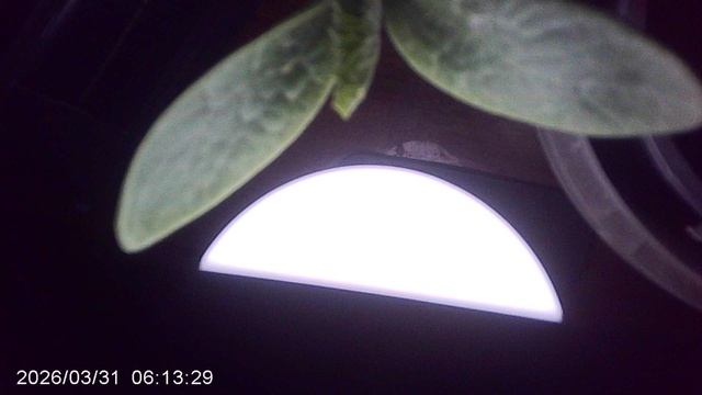 Обзор кабачков сорта "Грибовские" под светодиодной лампой  посадки 20 марта