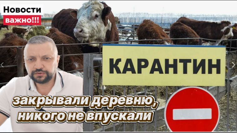 Деревню закрыли — никого не пускают. Уничтожение скота в Башкирии — правда или вымысел?