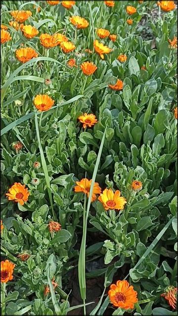 Всё для тебя... (Рустави, Грузия) 31.03.2026