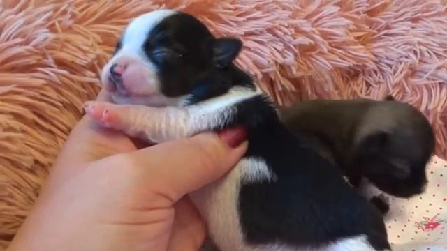 Жизнь на пенсии / У кого кошечки у меня собачки Презентация помета чихуахуа Щенкам 8 дней Серия 3