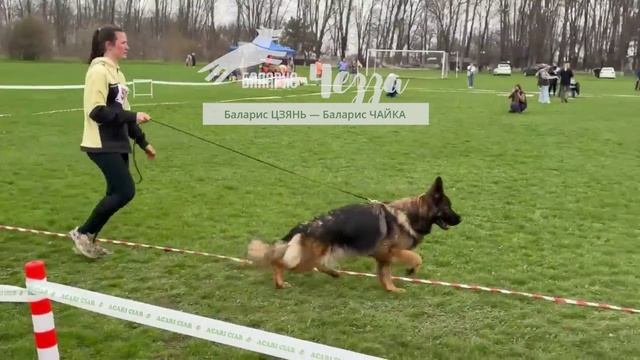 Баларис Чезза и Ирис на монопородной выставке, Краснодар, март 2026