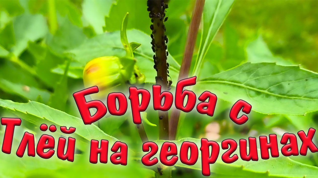 Борьба с тлёй на георгинах. Опыт с простым рецептом.