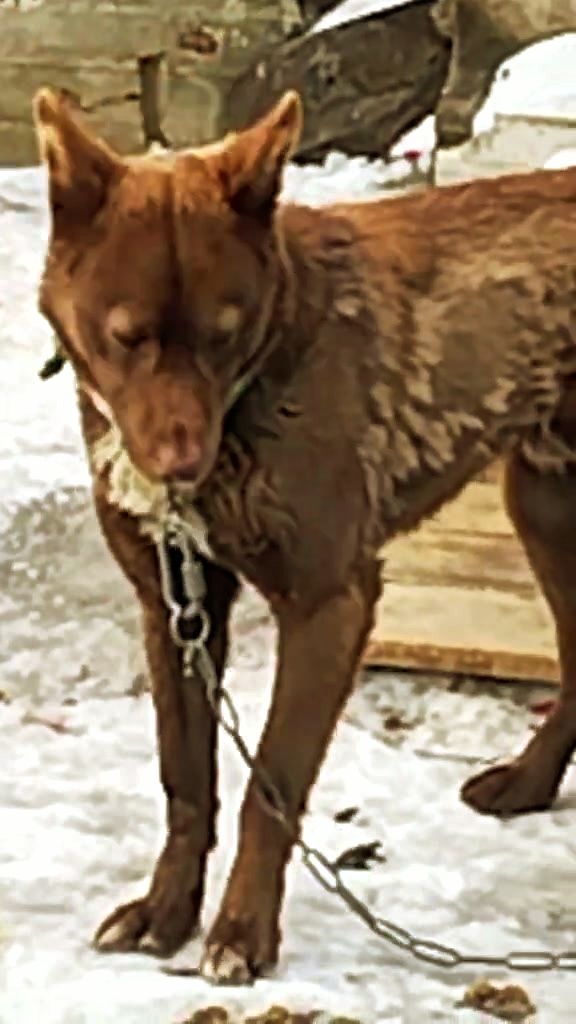 Мишка.Удивительные сны!🤣 С Первым АПРЕЛЯ!  01-04-2026