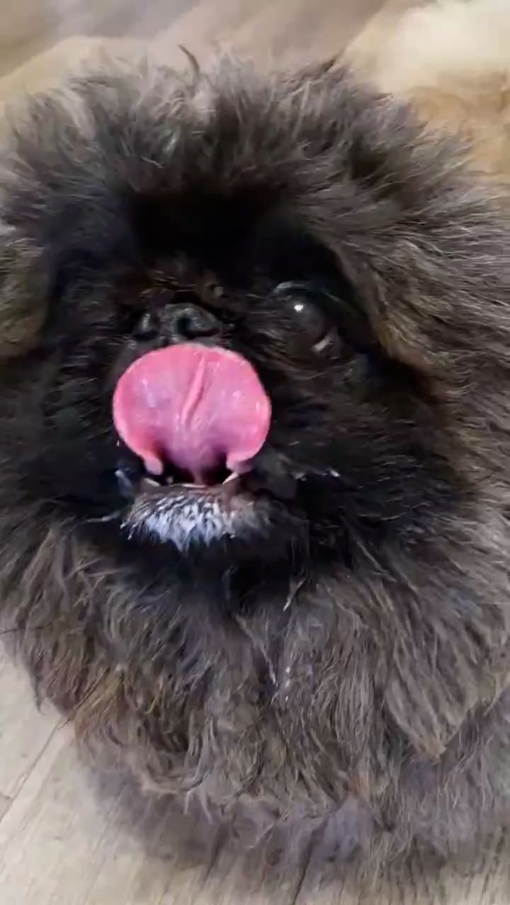 Пекинес Дендик любит молоко