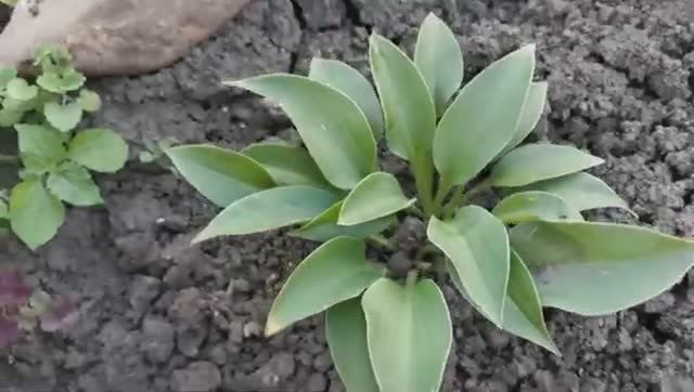 Распаковка посылки с авито МНОГОЛЕТНИЕ ЦВЕТЫ сад огород дача 6 соток