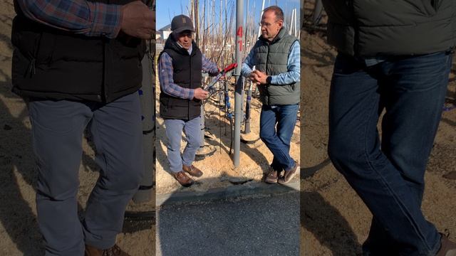 Весенние обработки растений