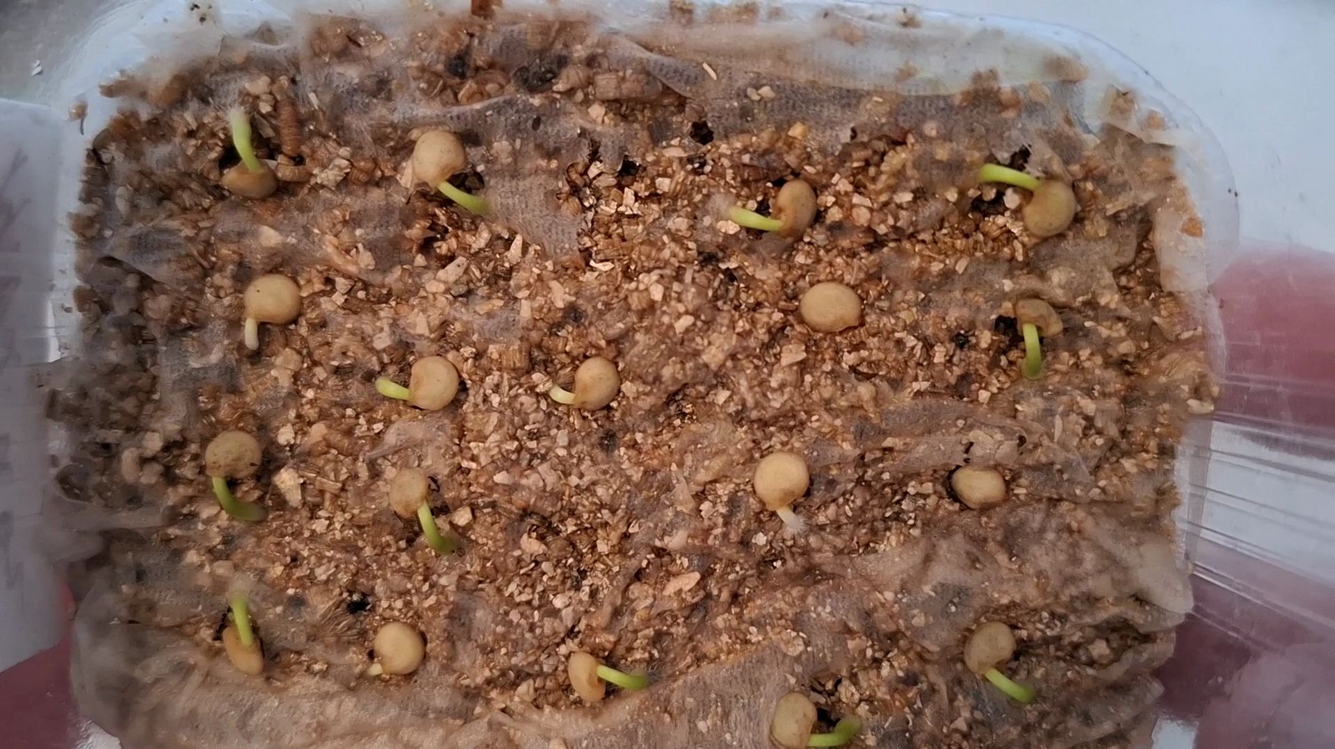 Проращивание семян.Плюсы и минусы.Первый опыт