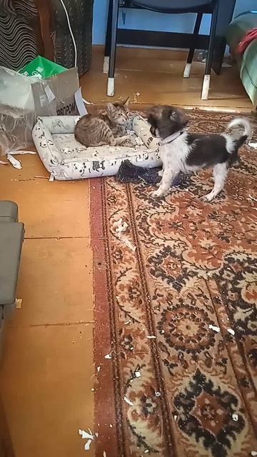 Щенок Макс борется за свое спальное место с кошкой Айвой