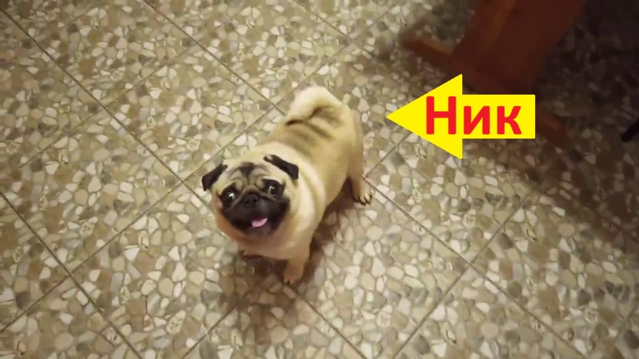 Вертлявый мопс