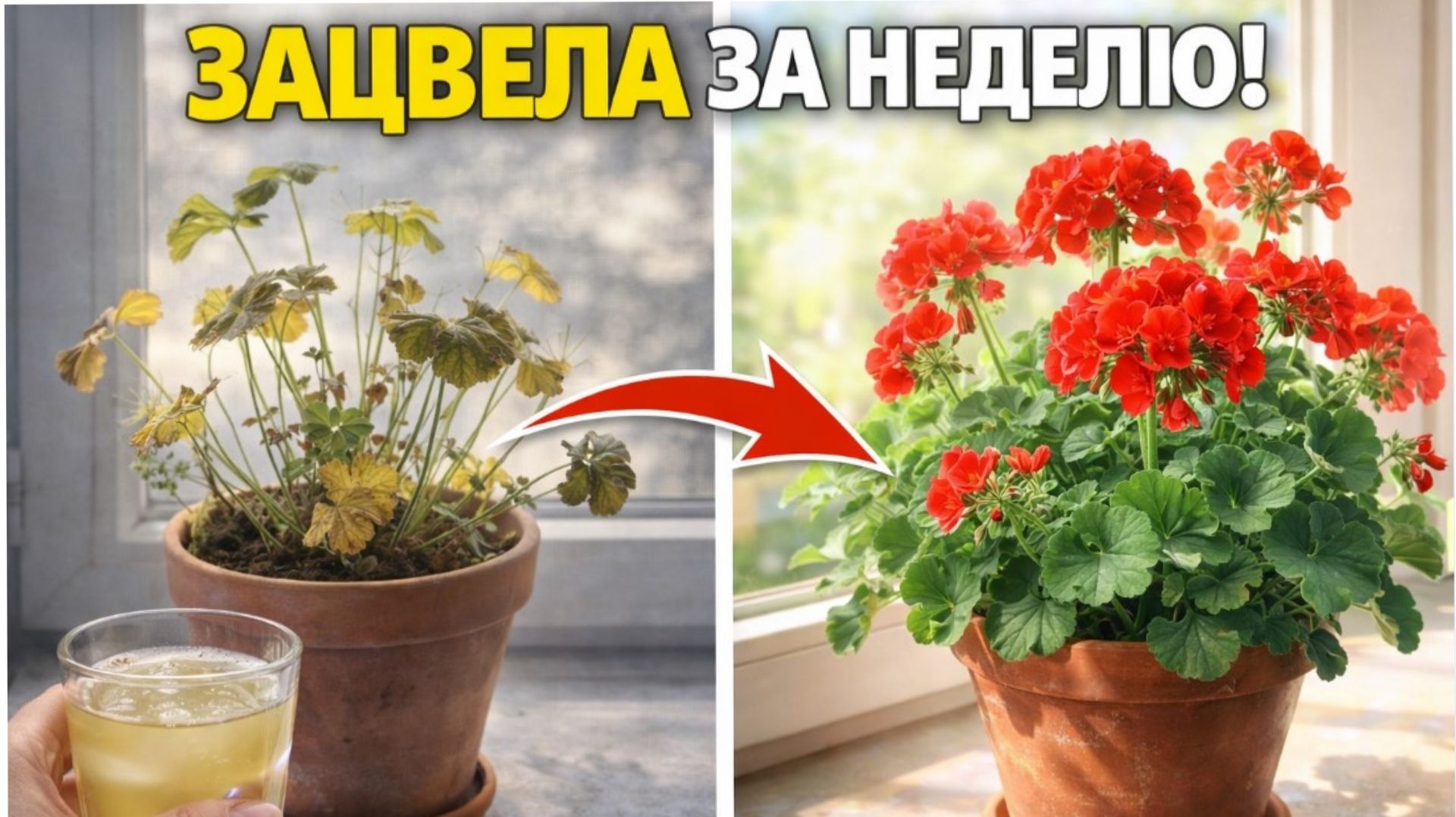 Подкормите так герань, через неделю шапки цветов