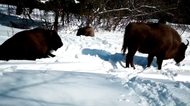 Зубр попался на фотоловушку в Брянском лесу