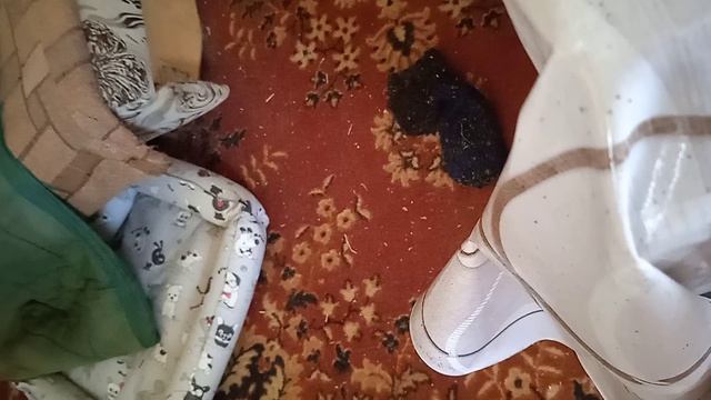 Щенок Макс дерется с кошкой Айвой за лукошко